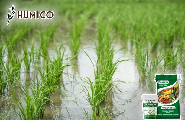 Phân bón Kali Humate cho Trồng Lúa: Mẹo Sử dụng và Lợi ích - Humico