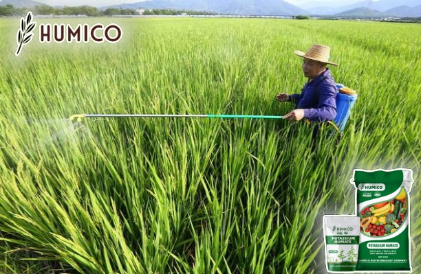 Phân bón Kali Humate cho Trồng Lúa: Mẹo Sử dụng và Lợi ích - Humico