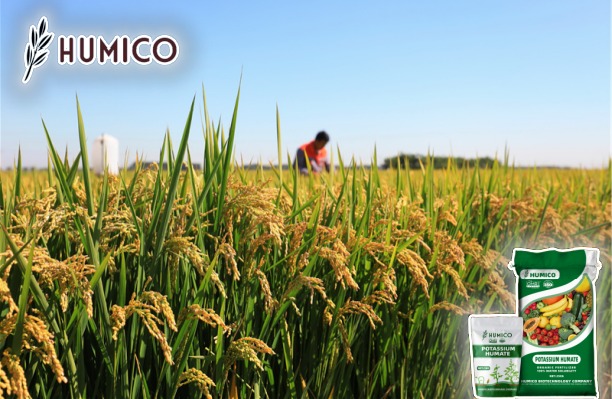 Phân bón Kali Humate cho Trồng Lúa: Mẹo Sử dụng và Lợi ích - Humico