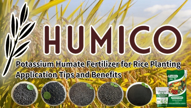 Phân bón Kali Humate cho Trồng Lúa: Mẹo Sử dụng và Lợi ích - Humico