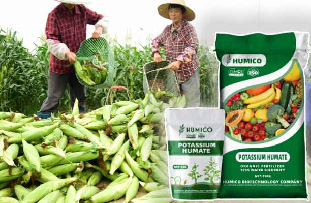 Phân bón nào tốt nhất cho ngô - Các chất dinh dưỡng thiết yếu cho sự ...